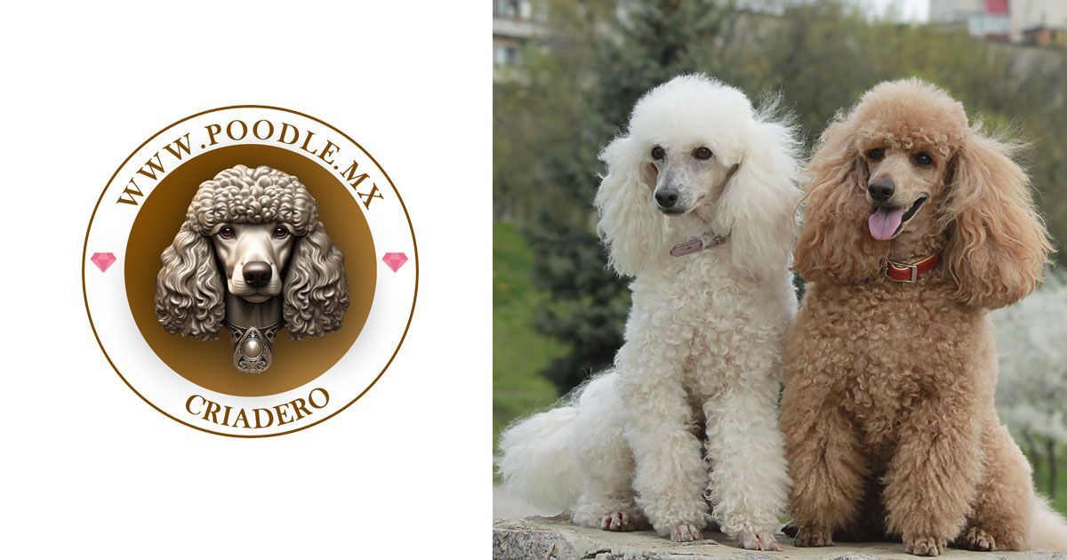 Nuestros Machos | Criadero Poodle.mx