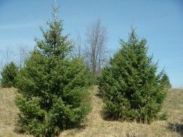 Smith Evergreen & Tree Farm and Nursery