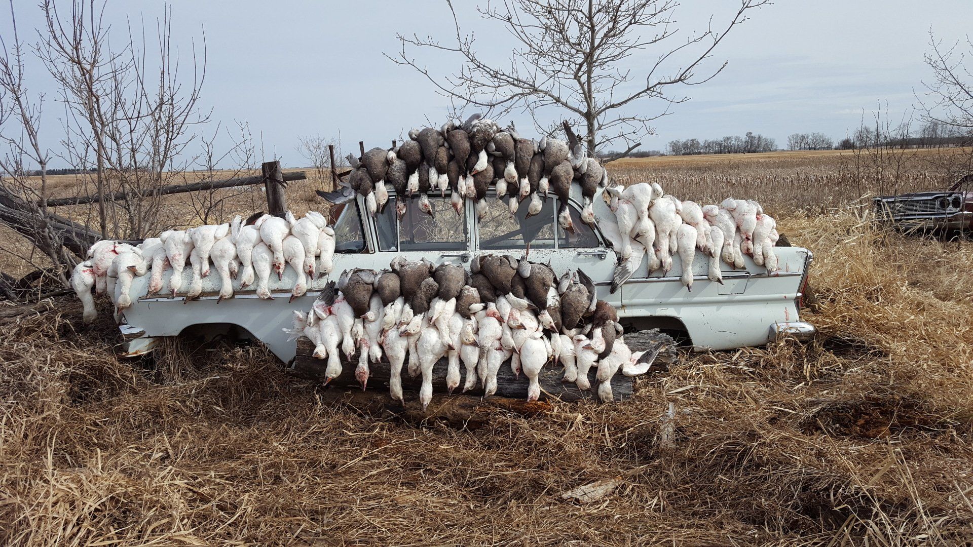 Waterfowl Hunting Guide - Duck, Crane, Pheasant, Snow Goose Outfitter