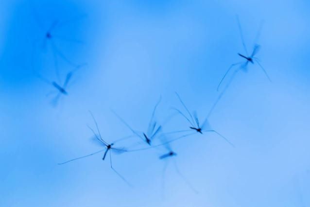 West Nile Virus and Backyard Michigan Mosquitoes: What to Know