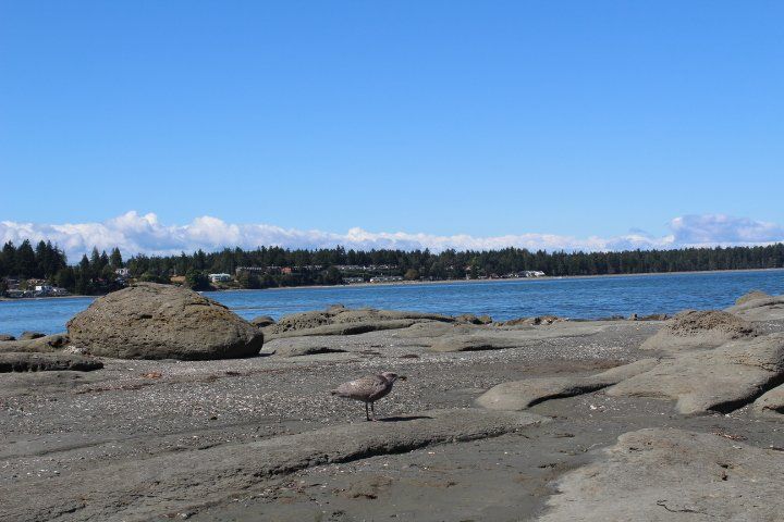 Pacific Shores Resort & Spa | Picturesque Stay Along Craig Bay