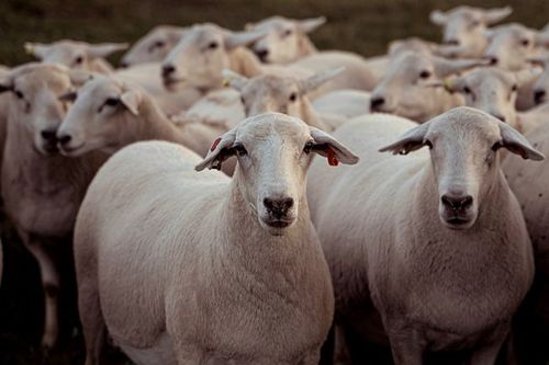 Rams | RR & LM Endacott