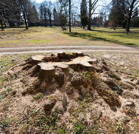 Tree Trimming | Roanoke, VA | Jay's Tree Service