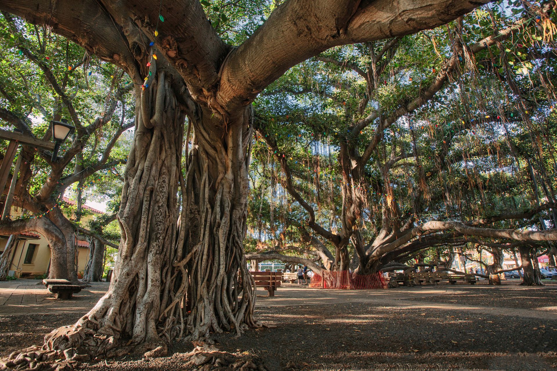 Estate Planning & Probate Attorney | Gary Robert, Maui HI
