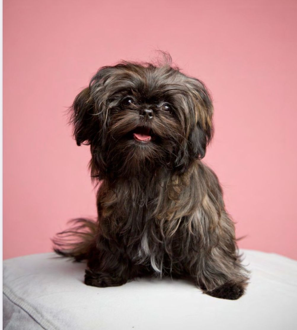 Mi-Ki Puppy Gallery- Rare Gem Mi-Kis