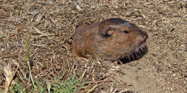 Gopher Extermination & Removal | Gopher Pest Control | Los Angeles ...
