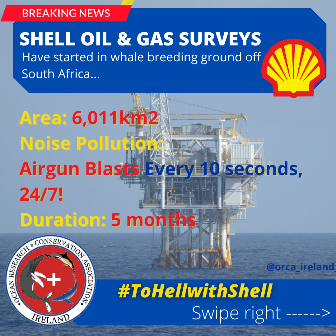 Shell Oil & Gas Seismic Surveys Threaten Whales off Africa