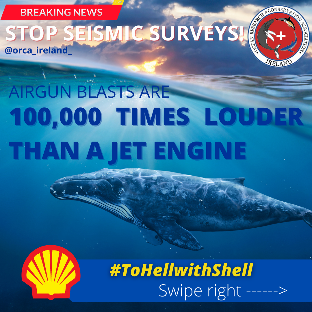 Shell Oil & Gas Seismic Surveys Threaten Whales off Africa