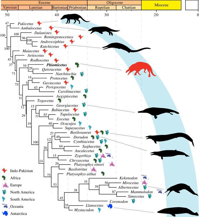 Evolution Of Whales From Land Mammals