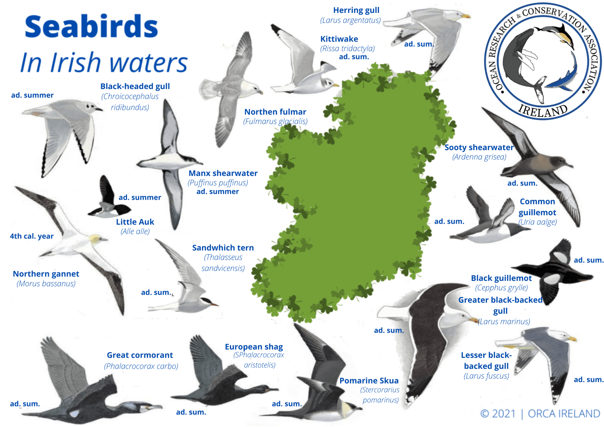 Ocean Research & Conservation Association of Ireland