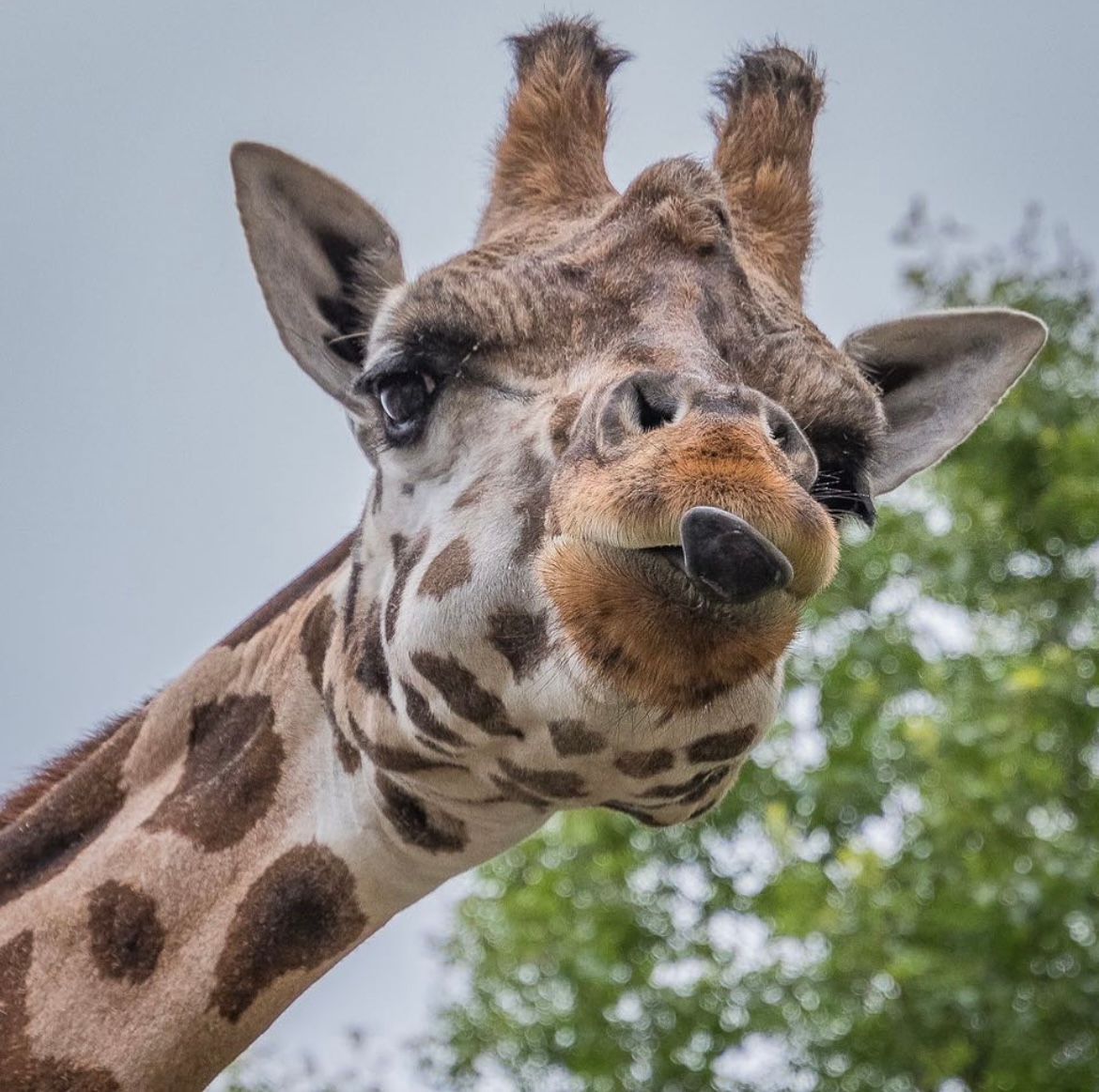 Giraffe Experience | Safari Niagara