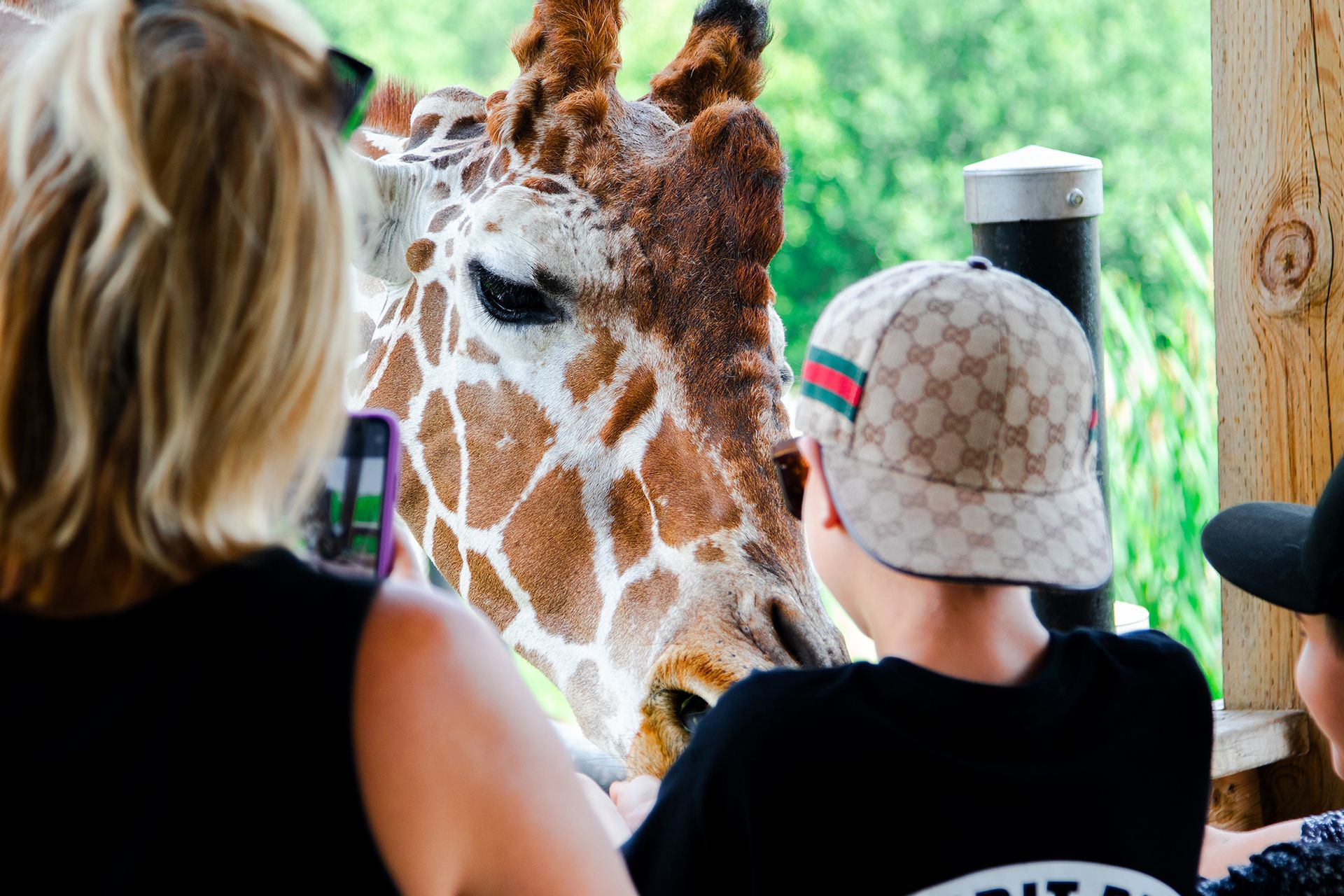 Safari Niagara Home Page