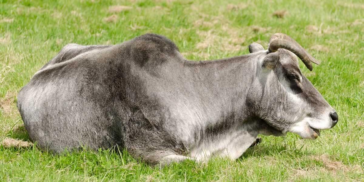 Safari Niagara | Get Closer at one of Ontario's Favourite Zoos