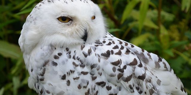 Adult Snowy Owl