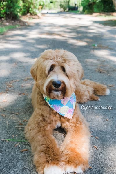 Australian Goldendoodles