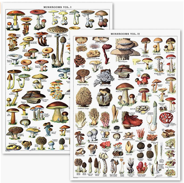 Edible Mushrooms in Iowa - Complete Forager's Guide