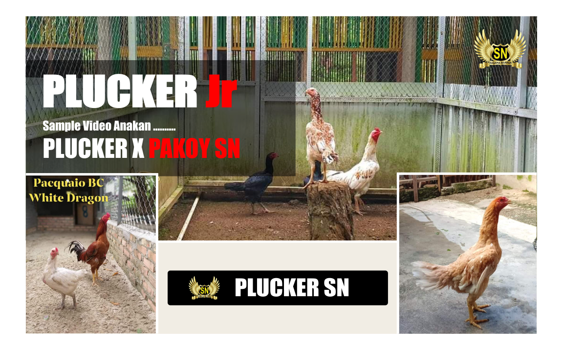 Sample Plucker X Pakoy SN