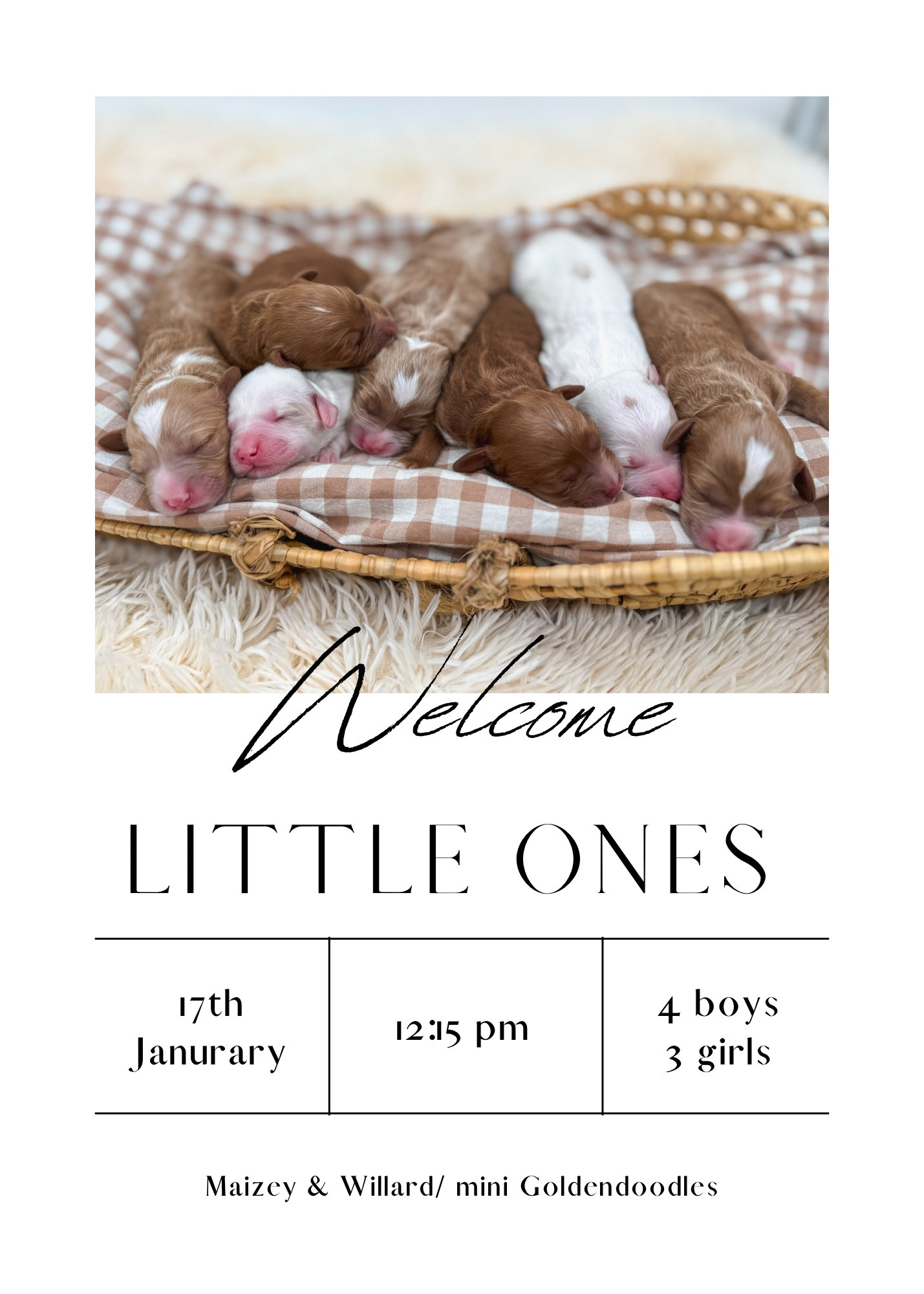 Mini Goldendoodle Puppies | Southern Indiana