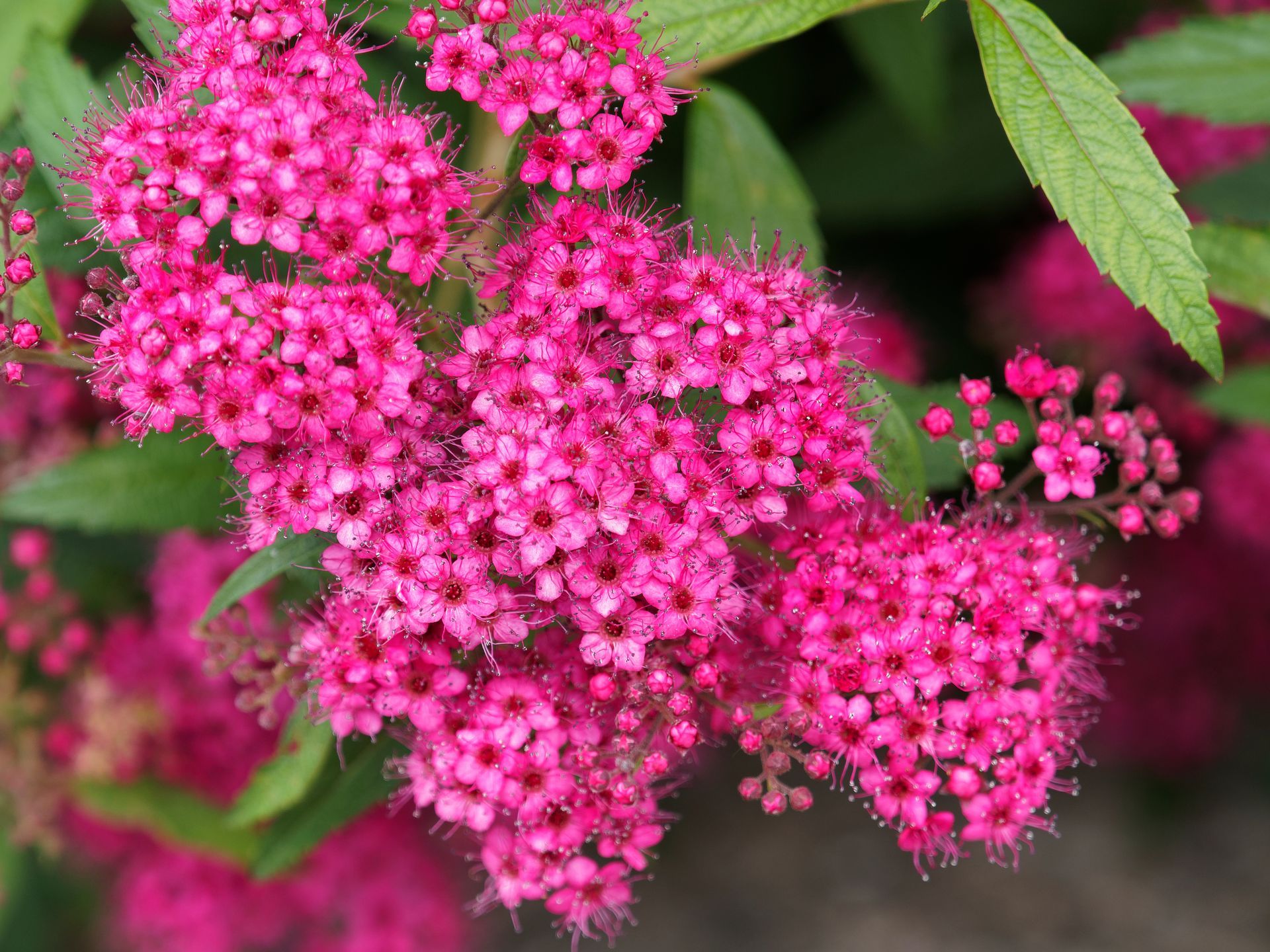 5 Popular Shrubs in Delaware