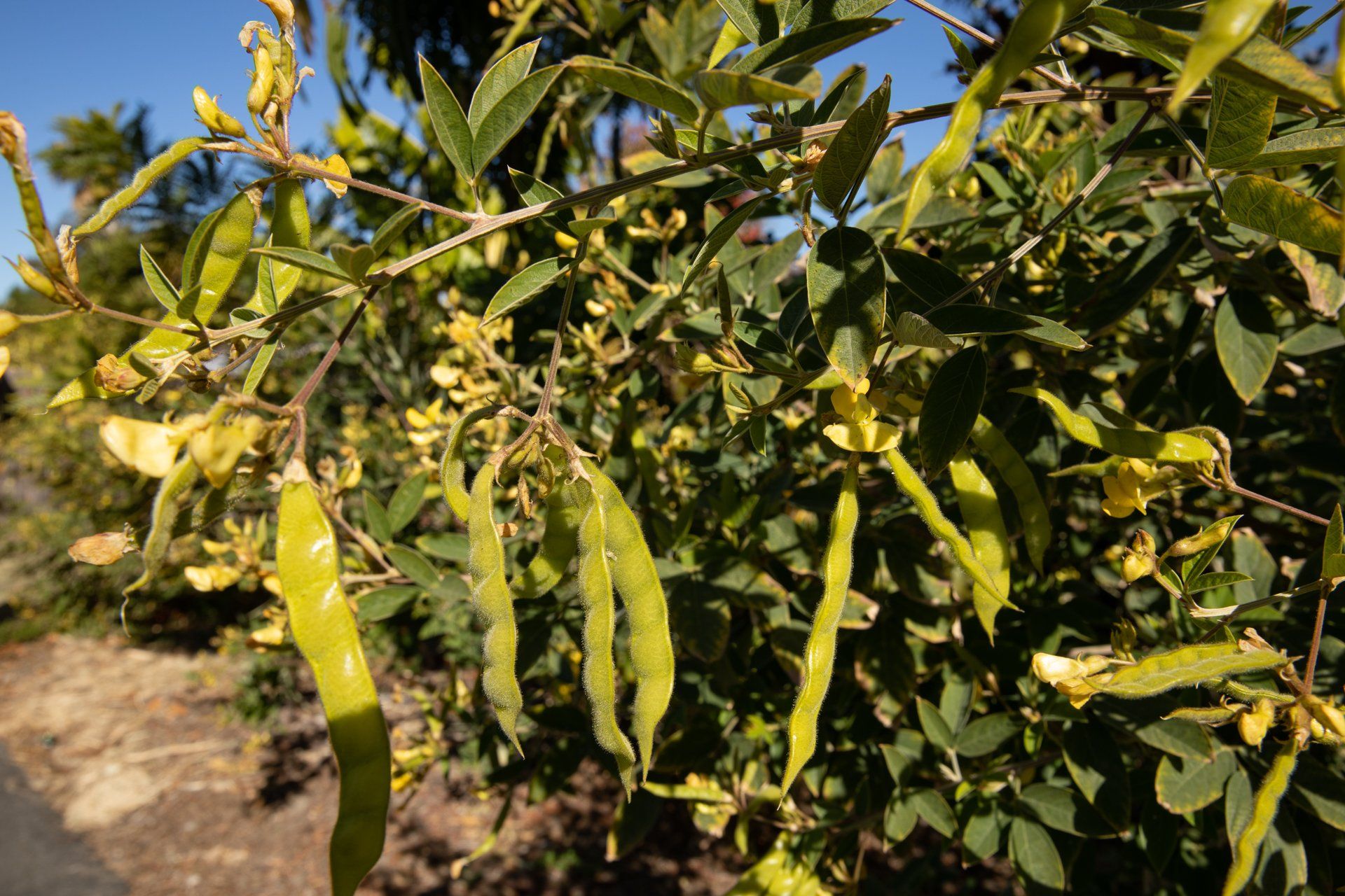 Discover Pigeon Peas - Aloha Food Forest Video Series