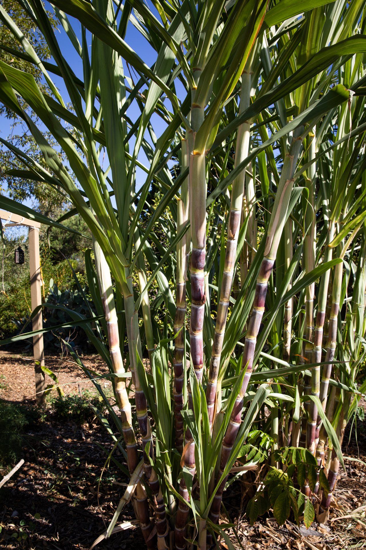 Growing Sugar Cane at Aloha Food Forest