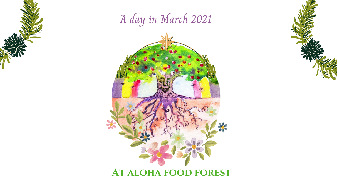 Aloha Food Forest