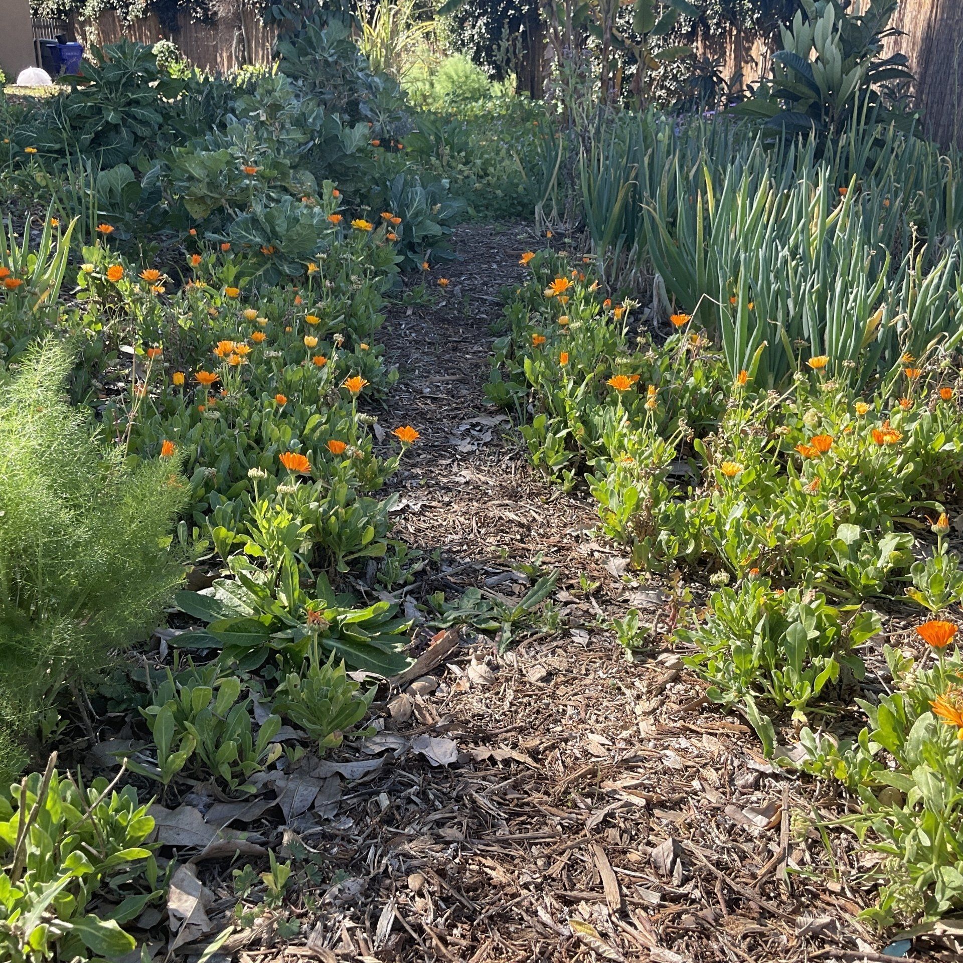 Photomontage at Aloha Food Forest 02/27/2022