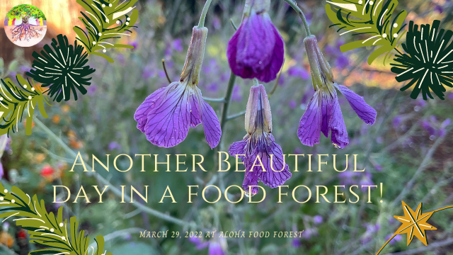 Planting Food Forest Guilds
