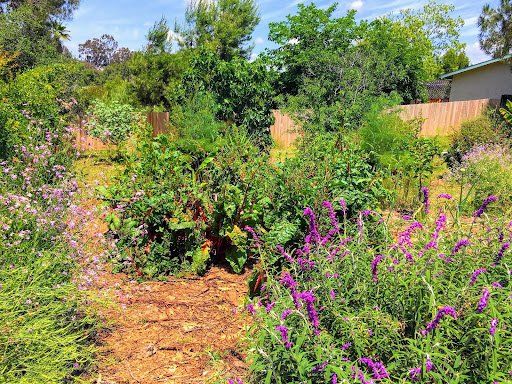 Welcome to Our Path to Infinite Abundance - Food Forest Gardens