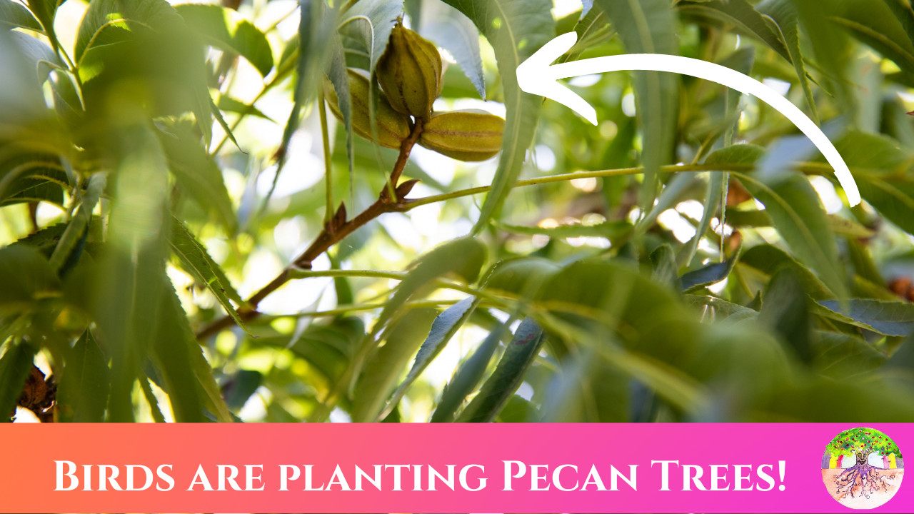 Are the crows planting pecan trees?