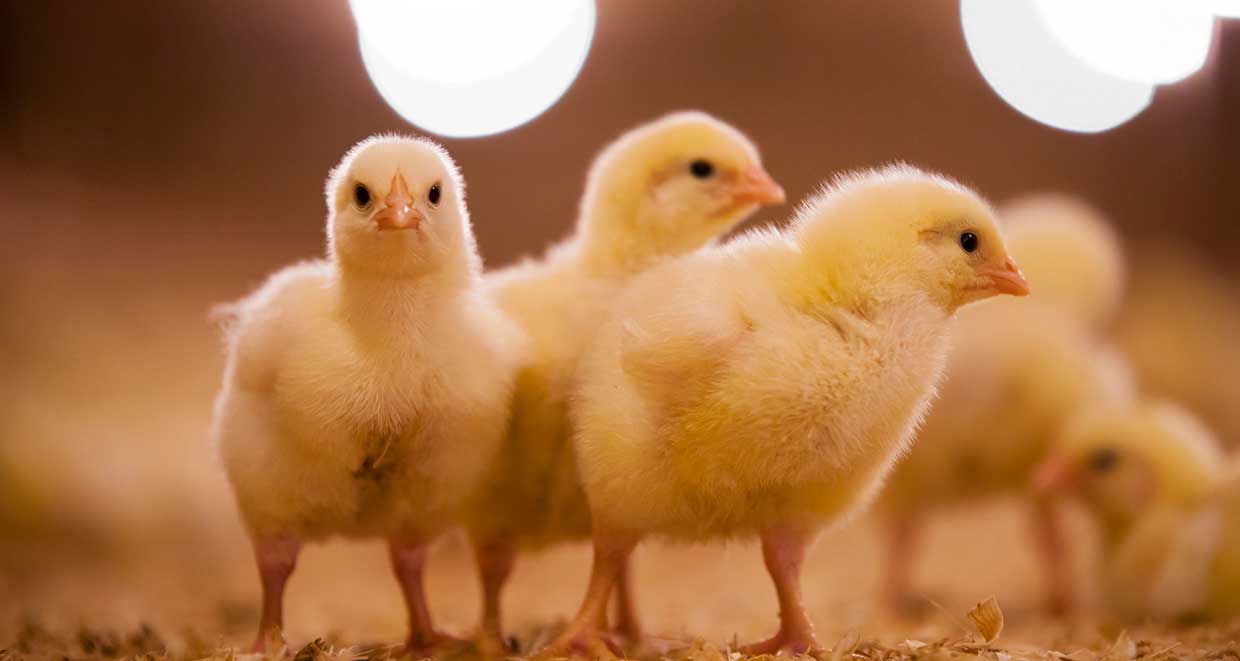 Incubation de Poussins | Sénégal