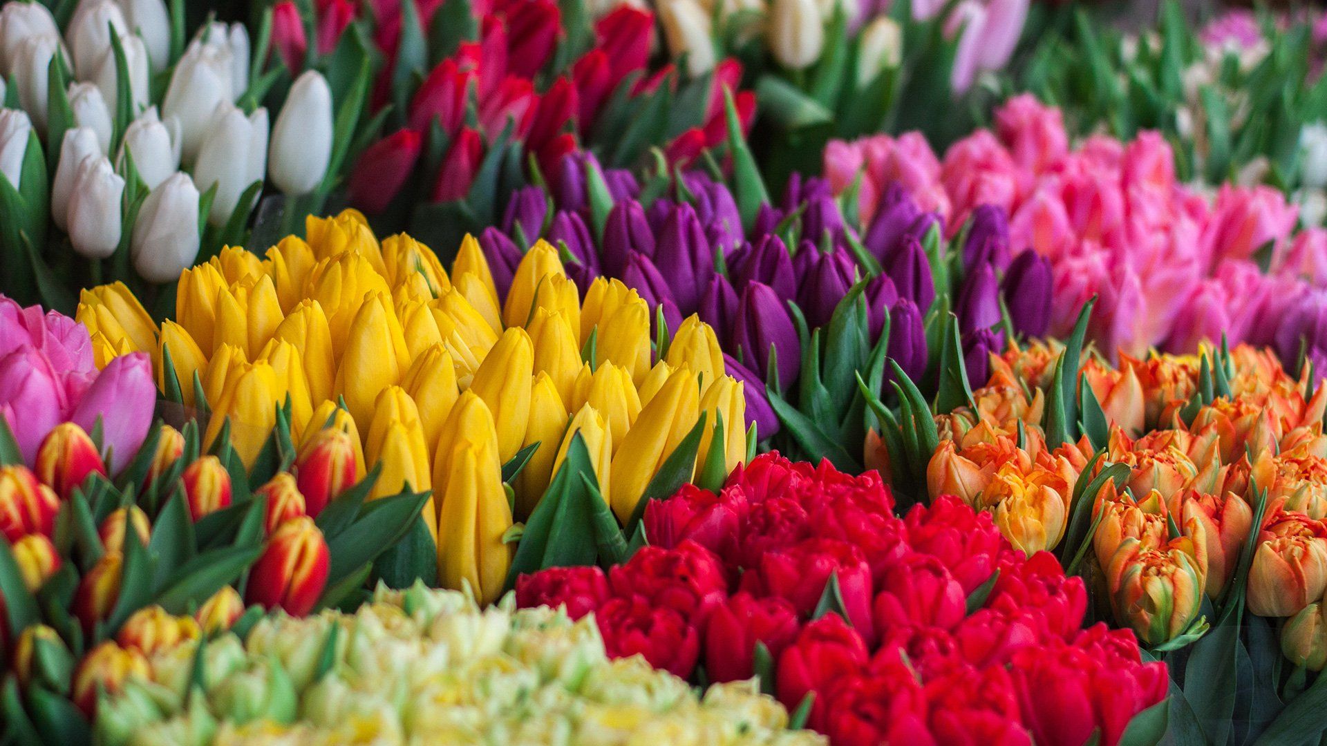 Flowerland | Hawke's Bay Flowers | Delivered North Island wide