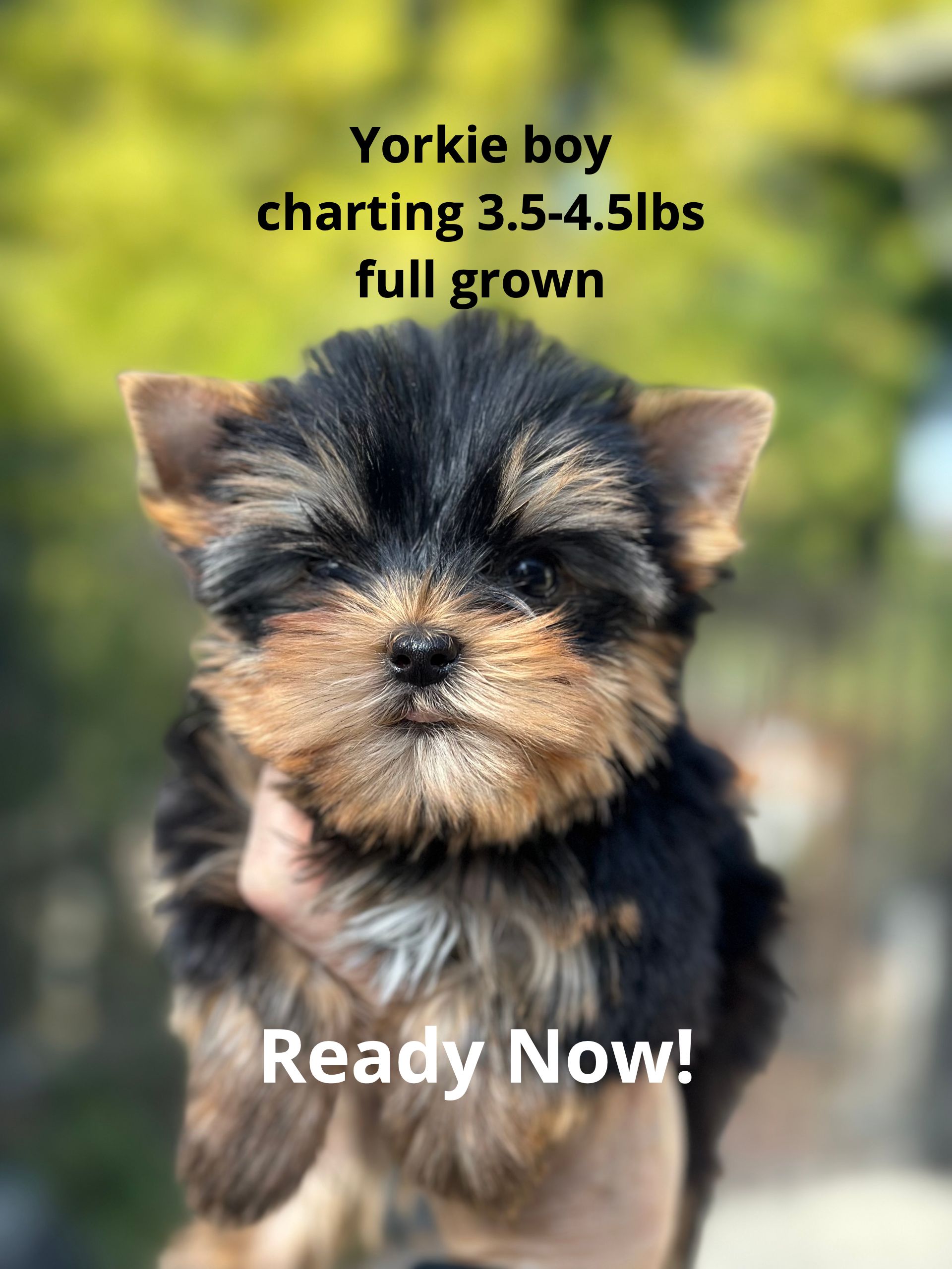 Buy Yorkie Puppies in California | Puppies in Paradise