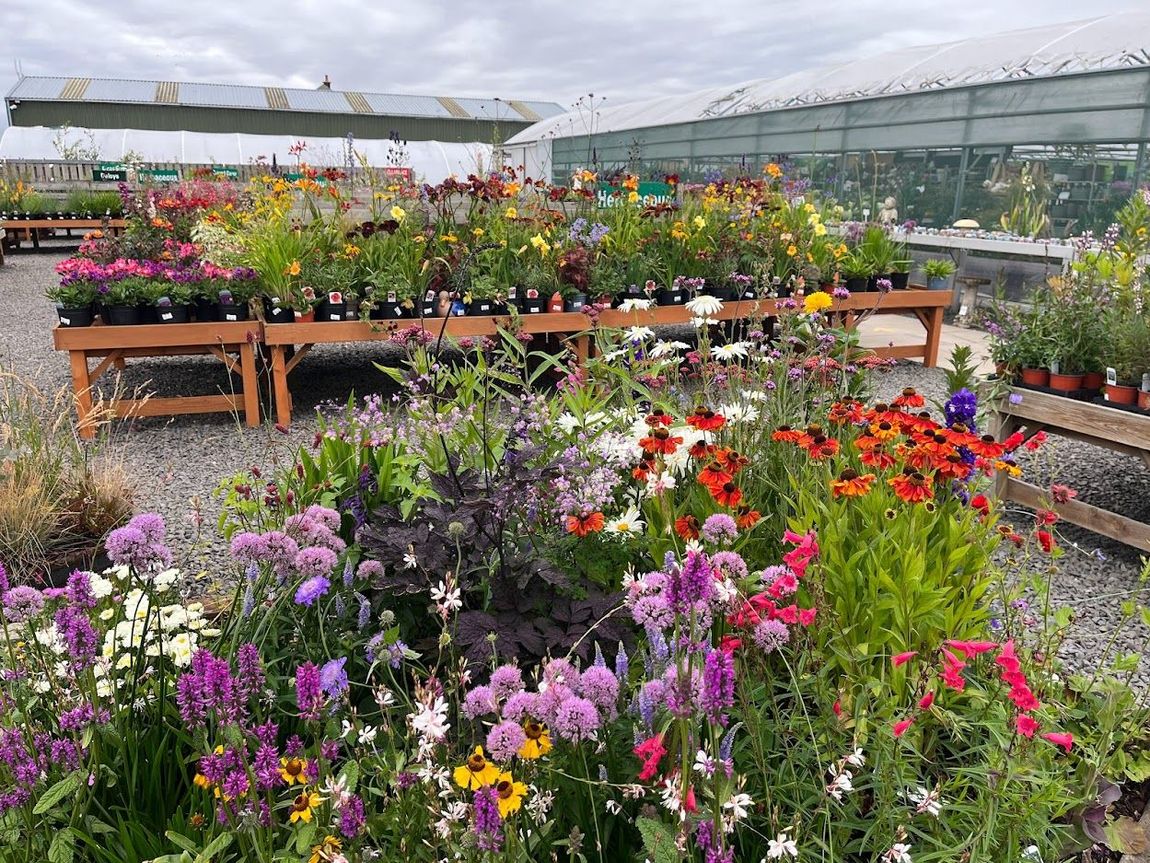 Your local garden nursery | Ashbrook Nursery