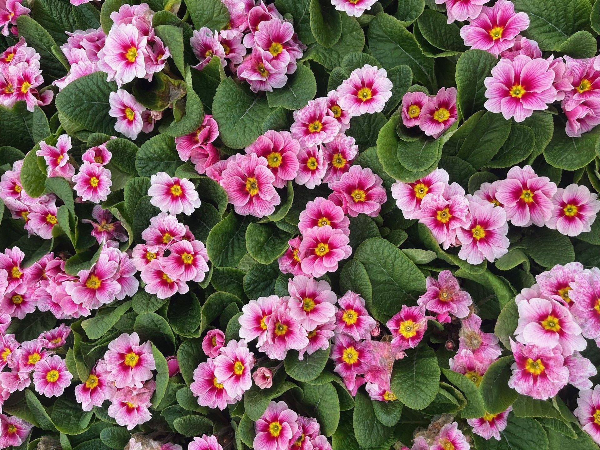 Your local garden nursery | Ashbrook Nursery