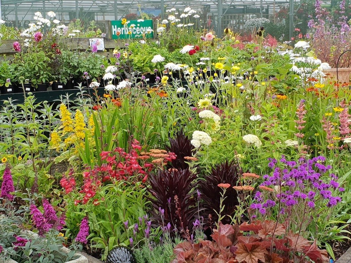 Your local garden nursery | Ashbrook Nursery