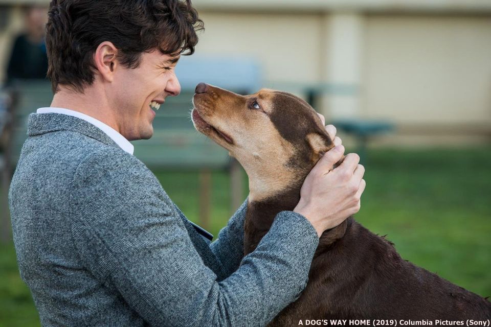 A DOG’S WAY HOME (2019) Photo Gallery