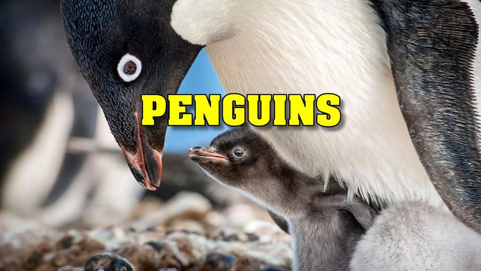 PENGUINS (2019) Production Notes
