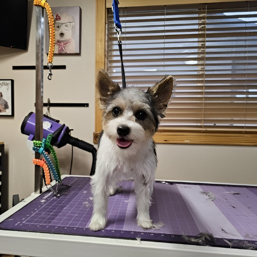 HOME [doggroomingnampa.com]