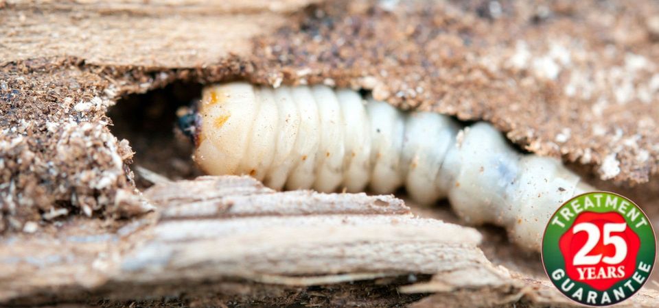 Treating woodworm | Devon Pest Control