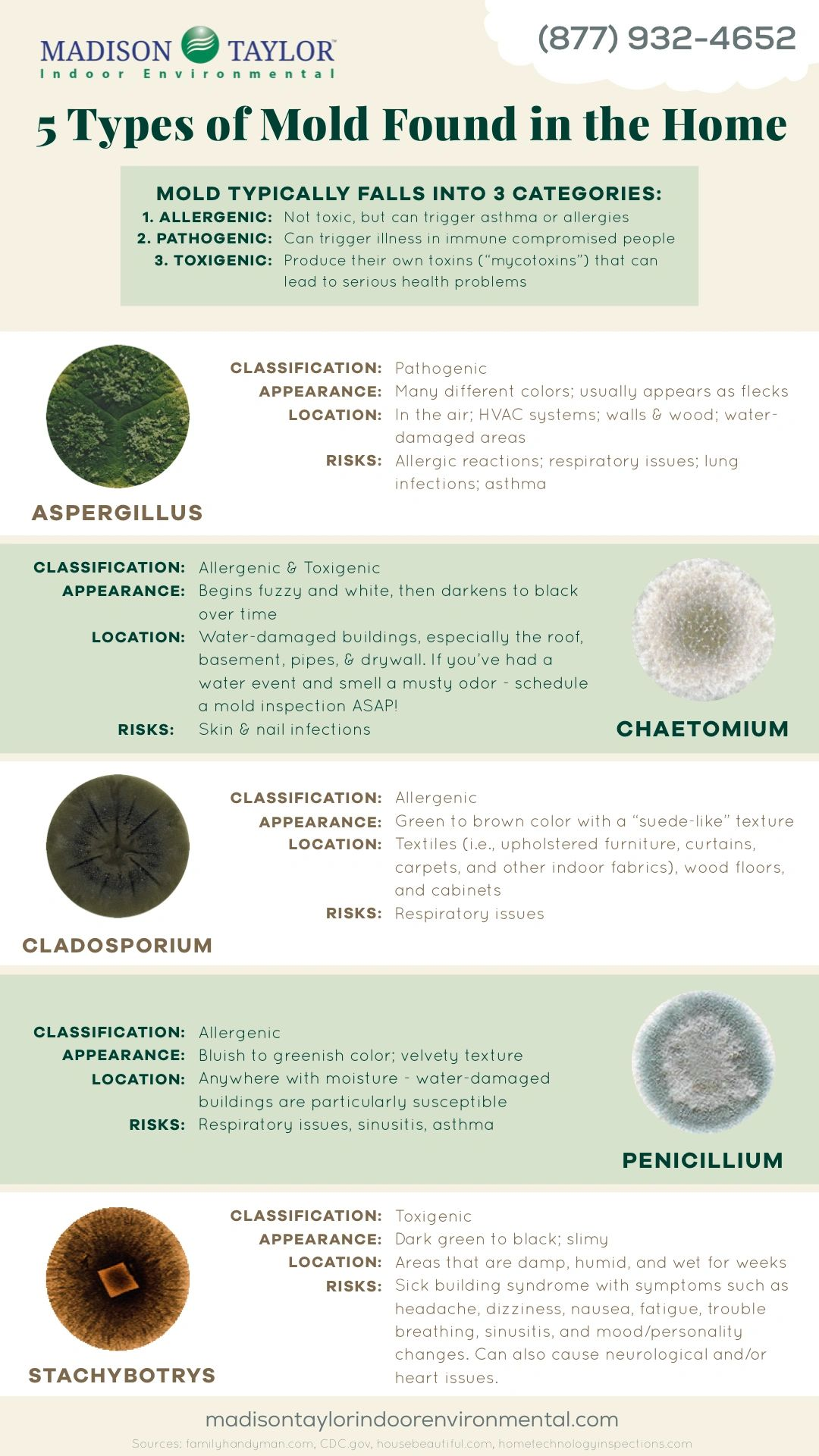 5 Types of Mold Found in Homes and other Buildings