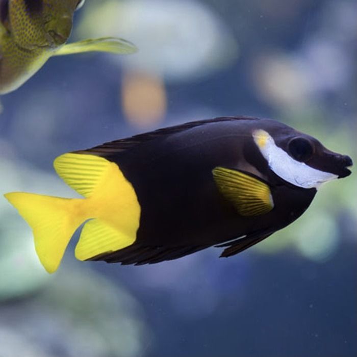 Salt Water Fish | Marinescape