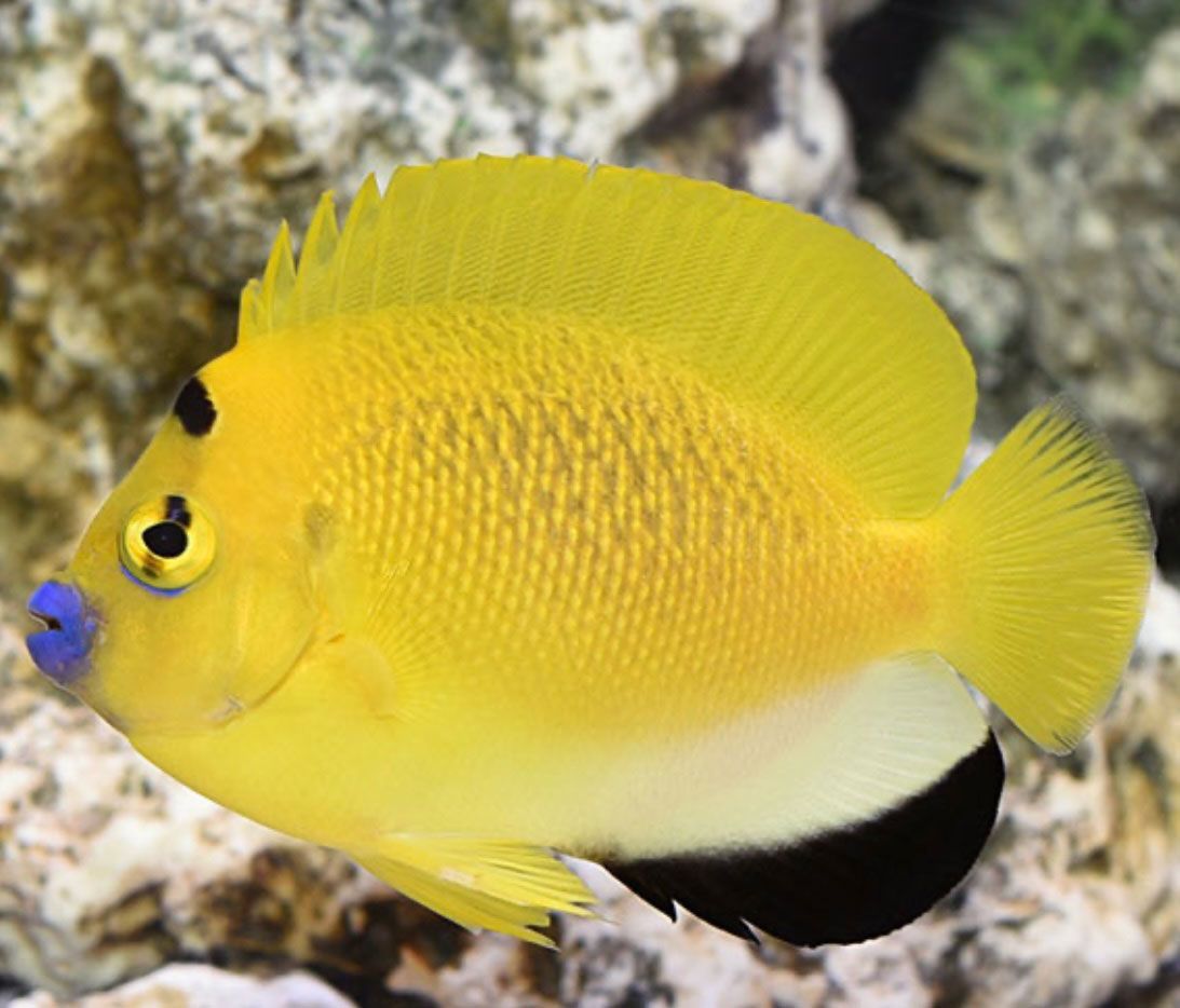 Salt Water Fish | Marinescape