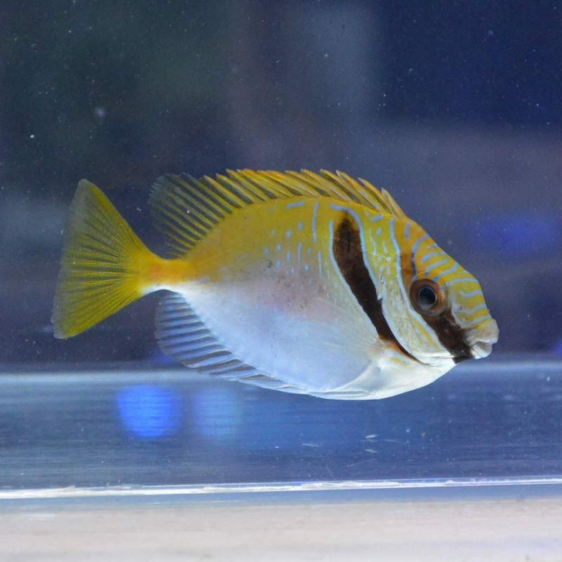 Welcome to Marinescape, Ottawa's Saltwater Aquarium