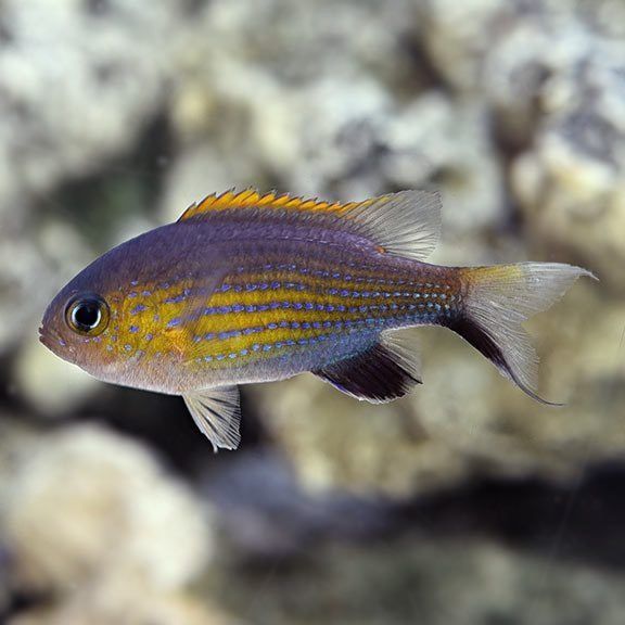 Salt Water Fish | Marinescape