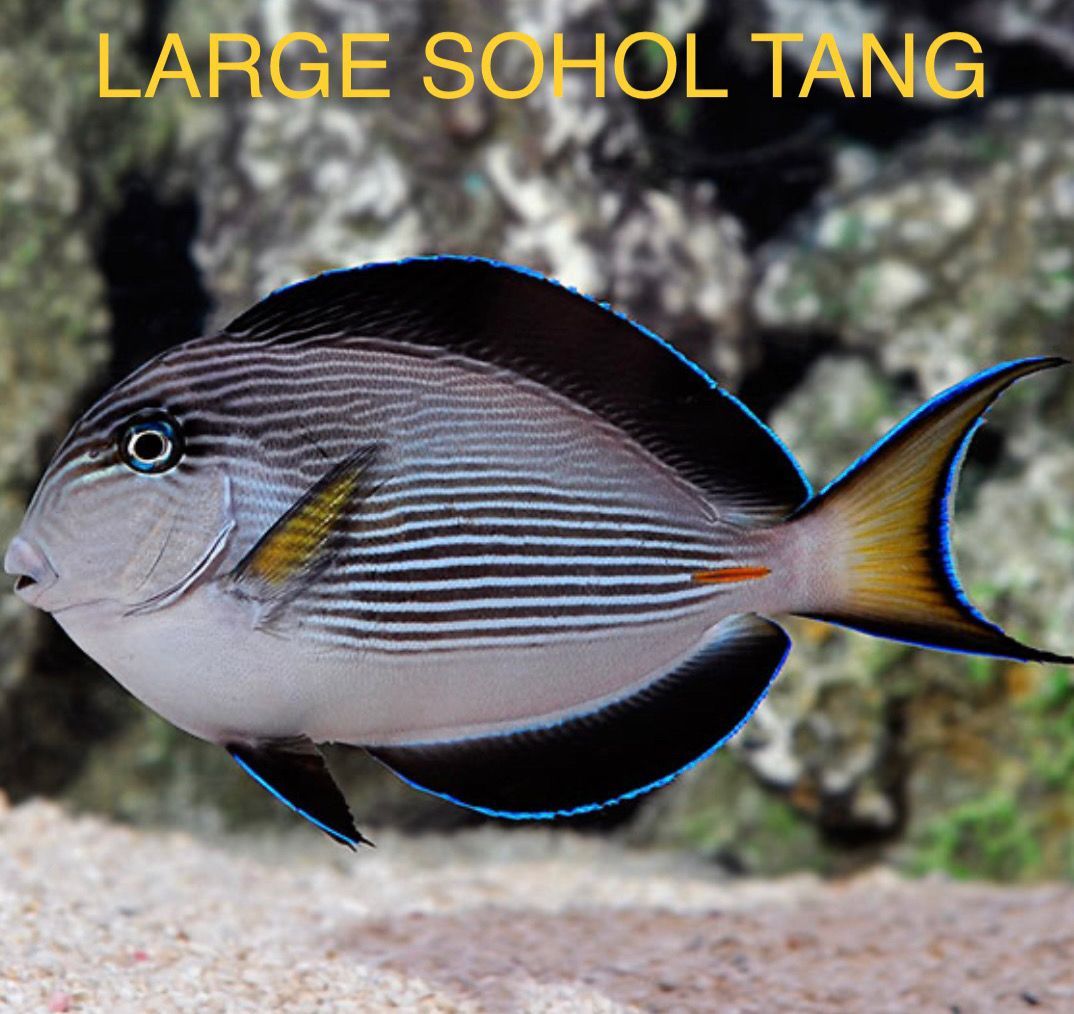 Welcome to Marinescape, Ottawa's Saltwater Aquarium