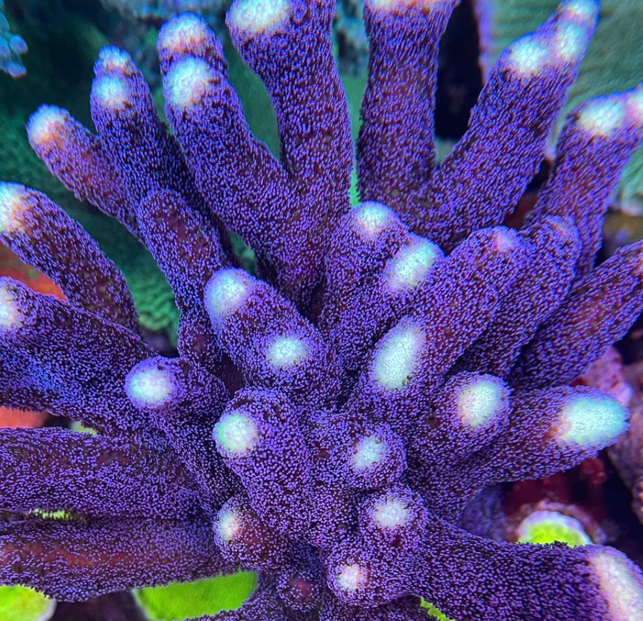 Corals | Marinespace