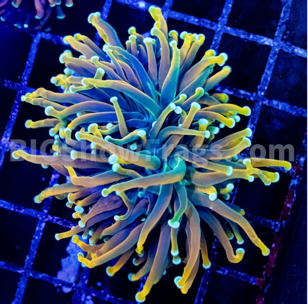 Corals | Marinespace