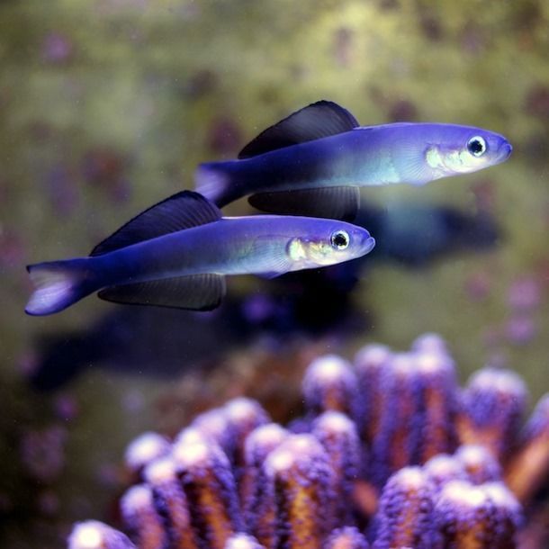 Welcome to Marinescape, Ottawa's Saltwater Aquarium