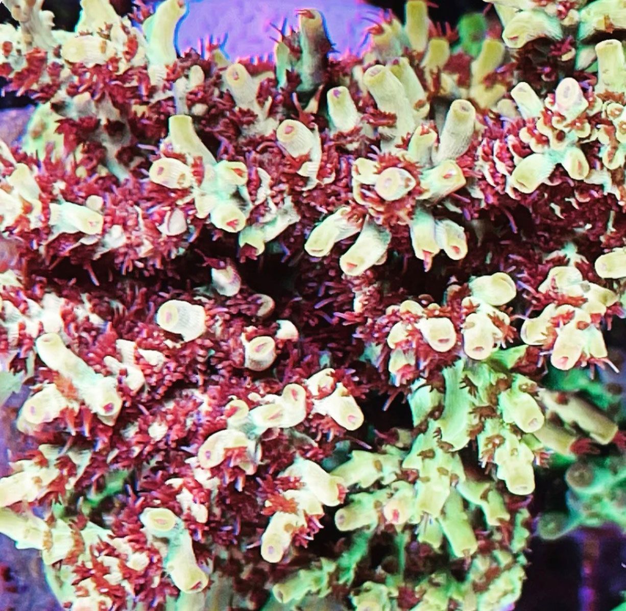 Corals | Marinespace